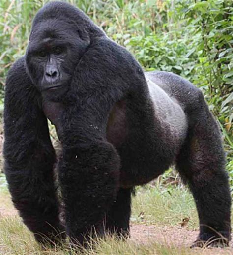 Silverback Gorilla Fighting A Lion