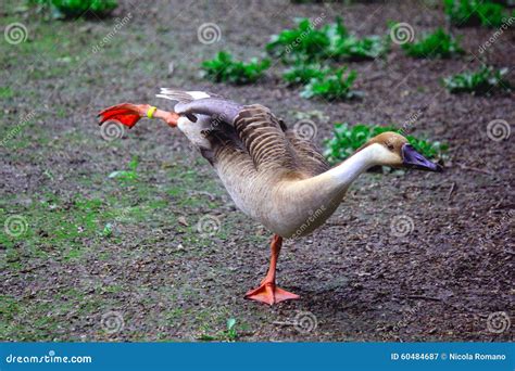 Duck Dancing Stock Image Image Of Beak Park Duck Bird 60484687
