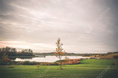 석양의 황금빛 단풍과 함께 가을에 호수 옆 공원에 있는 외로운 나무 사진 배경 및 무료 다운로드를위한 그림 Pngtree
