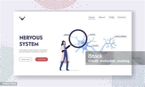 신경생물학 랜딩 페이지 템플릿 실험실에서 인간 뉴런 계획을 학습하는 작은 과학자 여성 캐릭터 대형에 대한 스톡 벡터 아트 및 기타 이미지 Istock