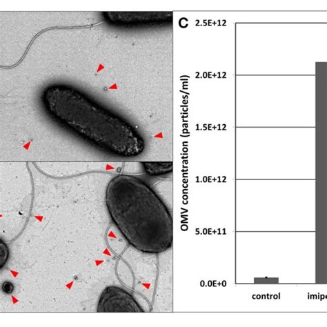 A Structure Of DSF BDSF And PDSF B Effect Of DSF And Its Download Scientific Diagram