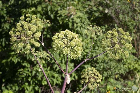 European Angelica Oaec Nursery