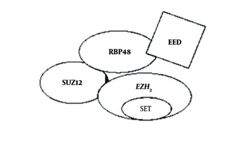 In Silico Data Mining Of Single Nucleotide Polymorphisms In Ezh2 And Their Role In Cancer