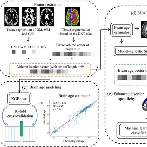 The Brain Age Vector Framework Including A Data Preparation B