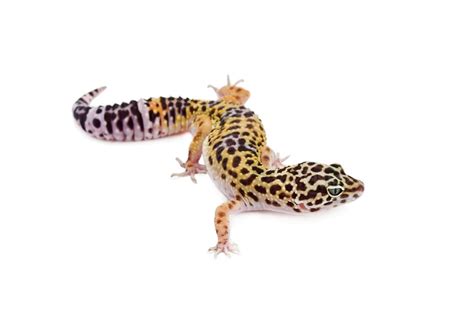 Пятнистый леопардовый эублефар Eublepharis Macularius