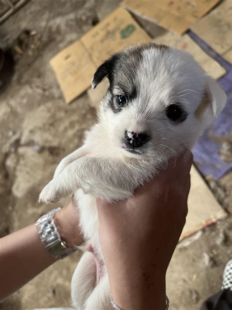 시골강아지 무료분양 유기견 무료분양 And 강아지 고양이 입양 사이트 유기견보호센터