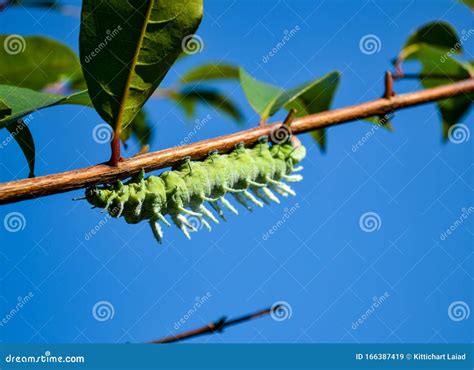 Atlas Moth Or Giant Moth Caterpillar Stock Image Image Of Couple