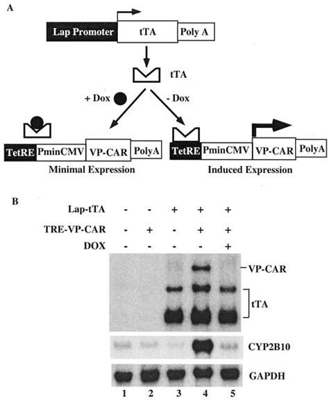 Creation Of Transgenic Mice That Harbor Conditional Expression Of The Download Scientific
