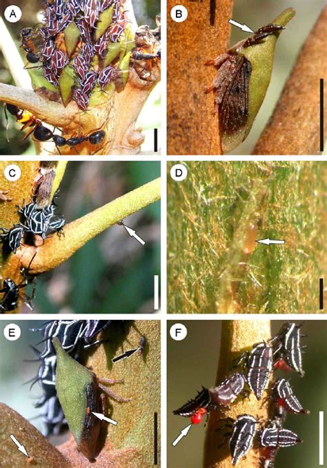 Natural History Of Aulacothrips Minor Sp Nov Infecting Guayaquila Download Scientific Diagram