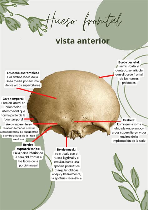 Hueso Frontal Anatomía Detalles Relevantes Y Vistas Anatomicas