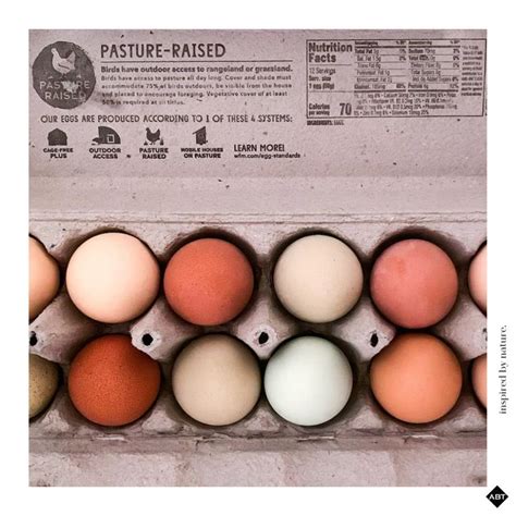 Understanding Egg Carton Labels Advanced Biotech