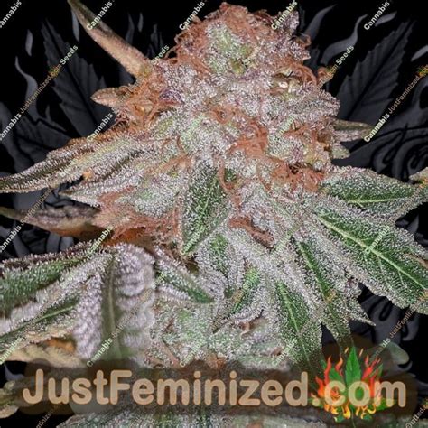 Buy Purpleope Haze By Connoisseur Genetics At Just Fem