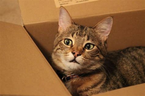 📦 Ever Wondered How Python Projects Are Built And Packaged Check Out