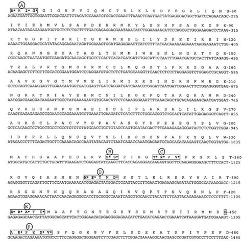 Sequence Of The Np Gene Segment Coding Region Of The 1918 Strain The