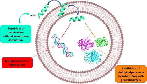 Schematic Representation Of Toll A Imd B And Jak Stat C