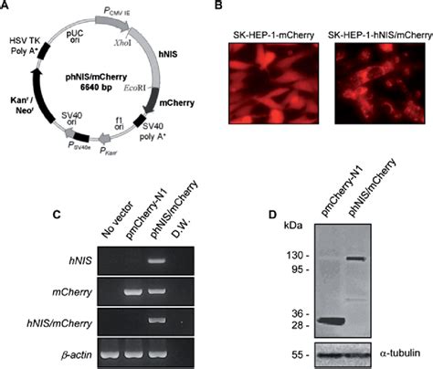 Analysis Of Hnismcherry Expression In Sk Hep 1 Cells Transfected With