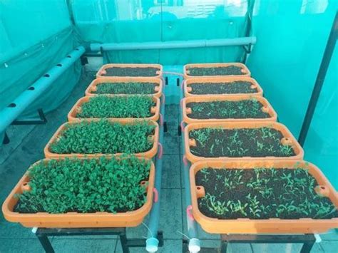 Plastic Rectangle Hydroponics Dwc System Grow Trays For Agriculture At Best Price In Satara