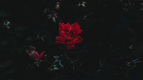 Hide Payload Malicious Code In Image File Using Exiftool Shouts Dev