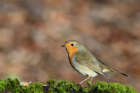Robin Bird Nature Free Photo On Pixabay