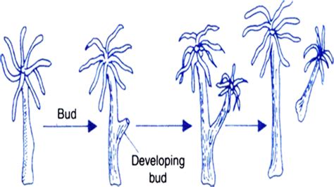 Asexual Reproduction In Plants Fragmentation