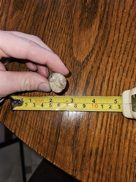 Northeast Iowa Unknown Fossil R Fossilid