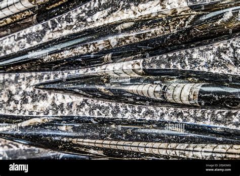 Ancient Orthoceras Fossil Rock 600 Million Years Old Fossil Of Extinct