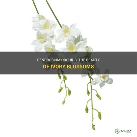 Dendrobium Orchids The Beauty Of Ivory Blossoms Shuncy