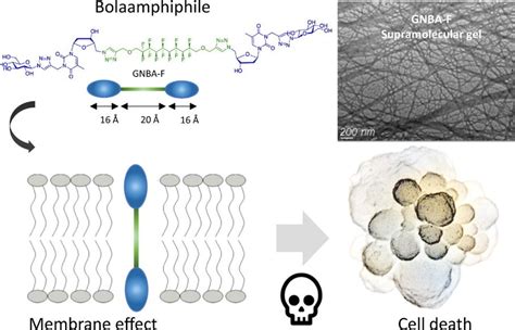 How Does A Supramolecular Gel Cause Cancer Cells To Die