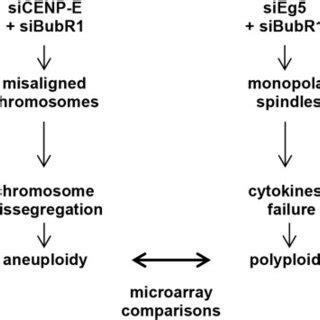 Schematic Presentation Of Microarray Comparisons In This Study Download Scientific Diagram