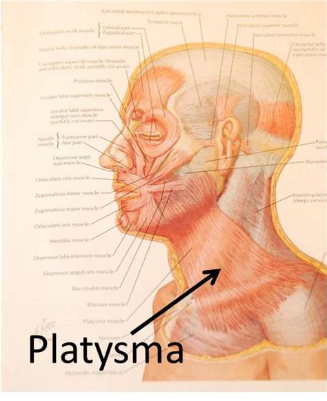 Platysma Muscle Location Origin Function And Pictures