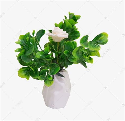 绿色仿真植物桔梗素材图片免费下载 千库网