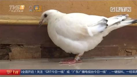 国庆放飞的和平鸽从北京飞到了深圳原来这才是真相 知乎