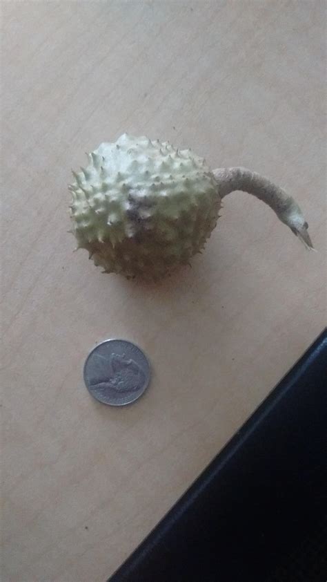 Does Anyone Know What This Is I Found It Growing On A Tree R Missouri