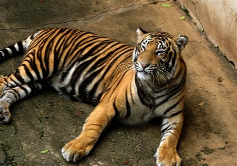 Royal Bengal Tiger Bengal Tiger Facts Profile Photos Information