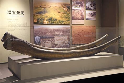 Nama Elephant Incisor Fossils Editorial Stock Image Image Of Elephant