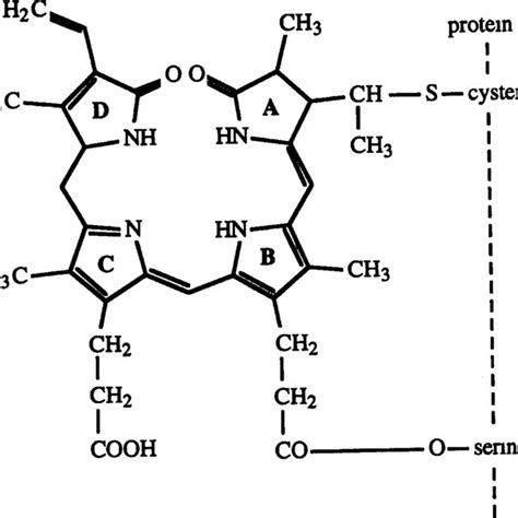 Pdf R Phycoerythrin From Red Macroalgae Strategies For Extraction