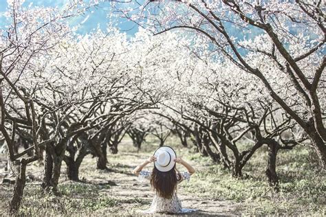 【南投】準備賞花！牛稠坑梅花開6成，宛如白雪覆蓋美不勝收，季節限定賞花去，漫步芬芳超愜意 好想去喔