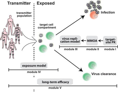 Modular Modeling Framework The Virus Replication Model Module Iii Download Scientific