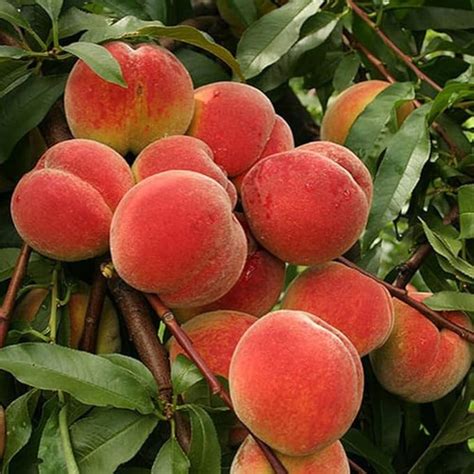 3 Years Old Peach Tree Live Plant Grafted Large Peaches