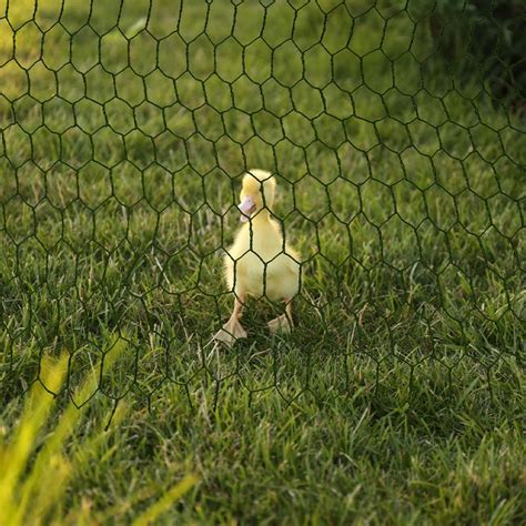 Whamvox 1 Roll Chicken Wire Net Diy Craft Work Hexagonal Wire Net Poultry Netting Galvanized
