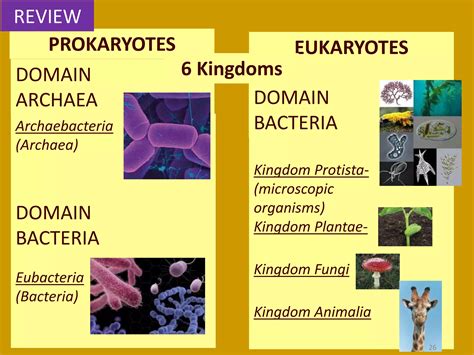 Phylogenetics Classification Notes PPTX