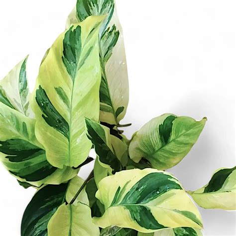Goeppertia Yellow Fusion Lime Calathea Foliage Factory