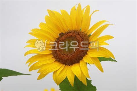 해바라기 꽃 식물 Flower Blossom 사진이미지일러스트캘리그라피 풍경소리 2작가