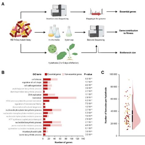 Rb Tnseq Screening Of Xcc Fitness Determinants During Growth In
