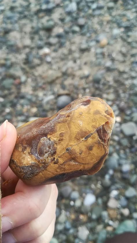 Possible Fossil Insect Imprint On Flint Type Found On A Beach In Wexford Ireland What Kind Of