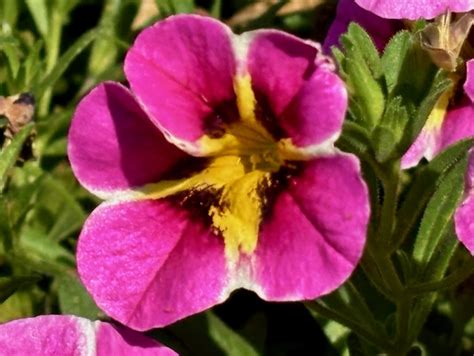 Calibrachoa MiniFamous Neo Pink Hawaii