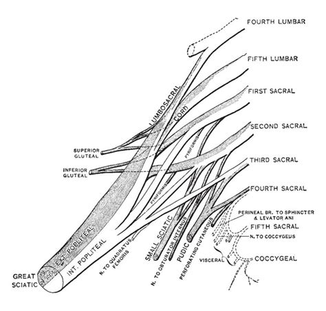 Sacral Plexus Free Stock Vectors