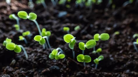 Ten Tricks For Increasing Seed Germination Rates In Your Garden