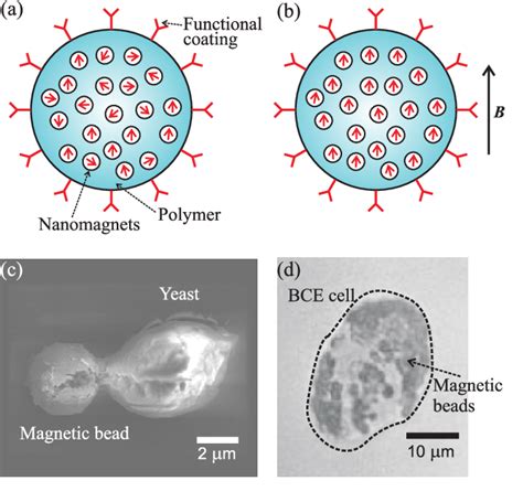Figure 3 From Ic Microfluidic Hybrid System For Magnetic Manipulation Of Biological Cells