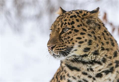 Amur Leopards Hunt At Night
